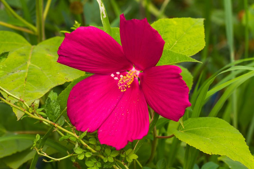 Flower in Red | Shutterbug